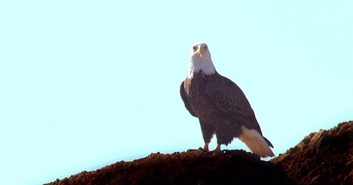 Coastal Kingdom | Bald Eagles | Season 2 | Episode 7 | PBS
