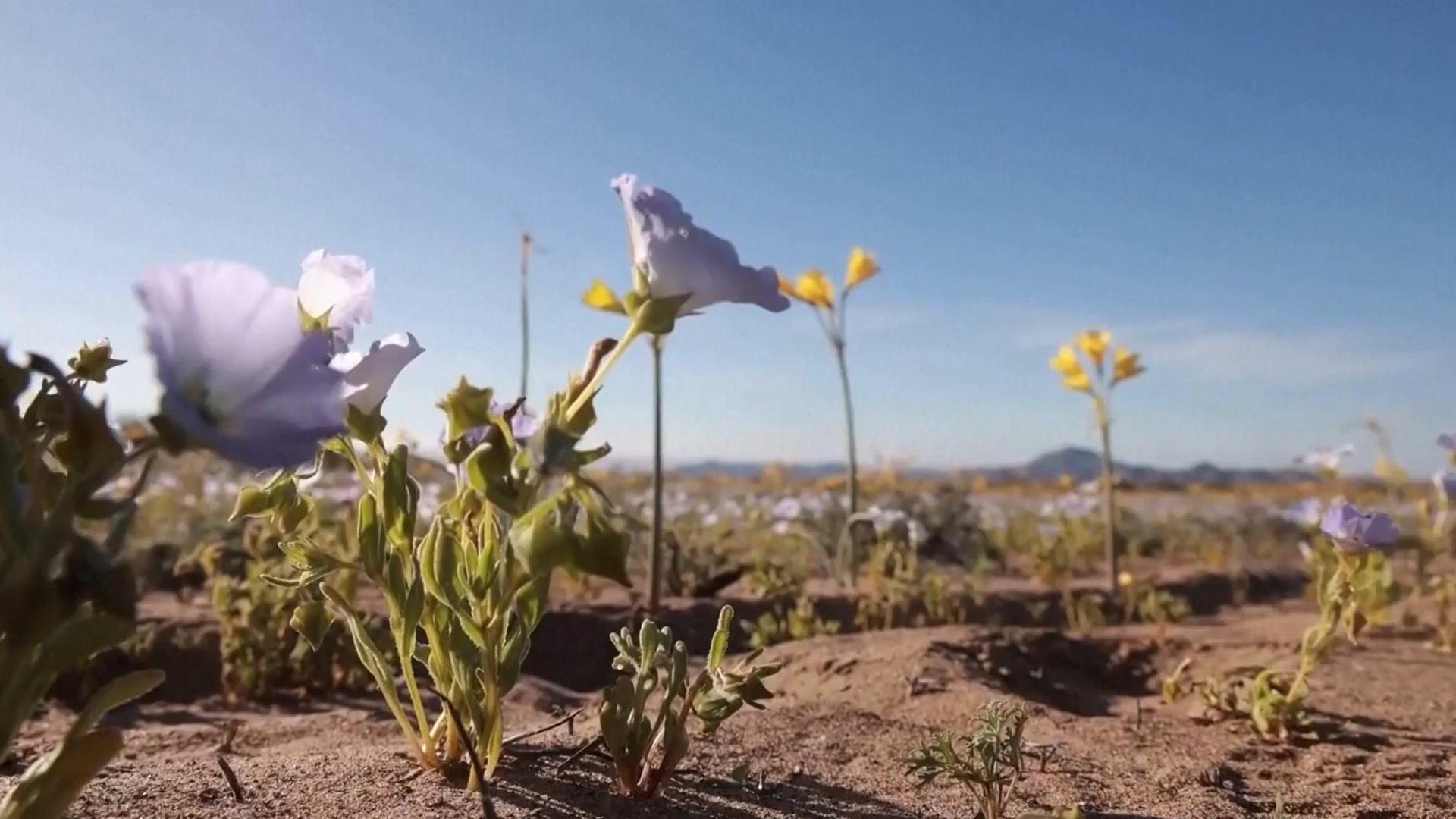 Scientists study rare bloom in the Atacama Desert | PBS News Hour | ALL ...