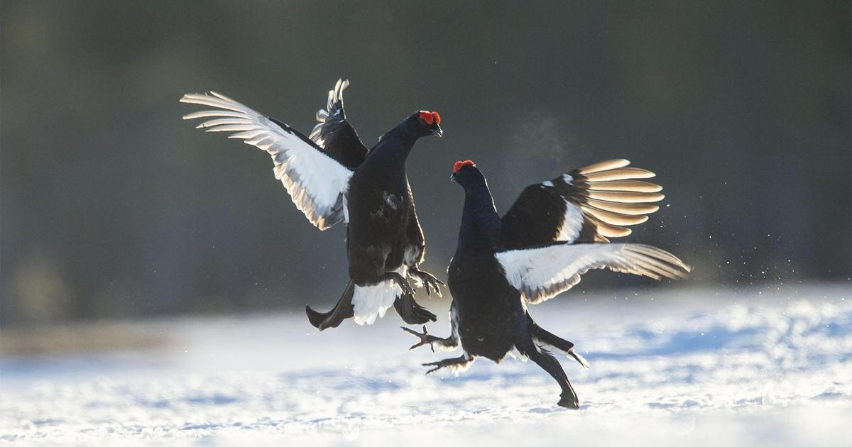 Wild Scandinavia | Heartlands | Episode 2 | PBS