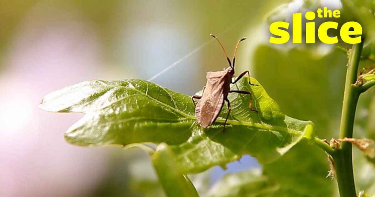 The Slice | Watch this to help stop invasive insects! | Season 2024 | KQED