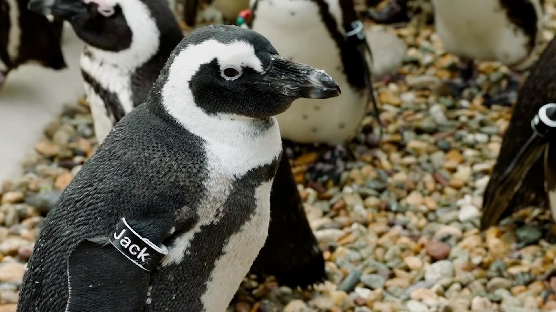 Penguins Intro | Camp TV | THIRTEEN - New York Public Media