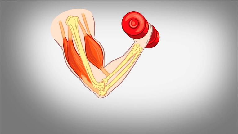 The Web Show: Muscles | Science Trek | PBS