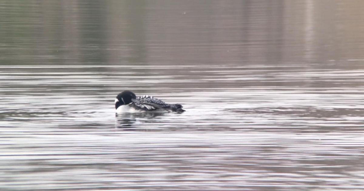 Almanac | High inflation, bird flu at backyard feeders, rent control ...