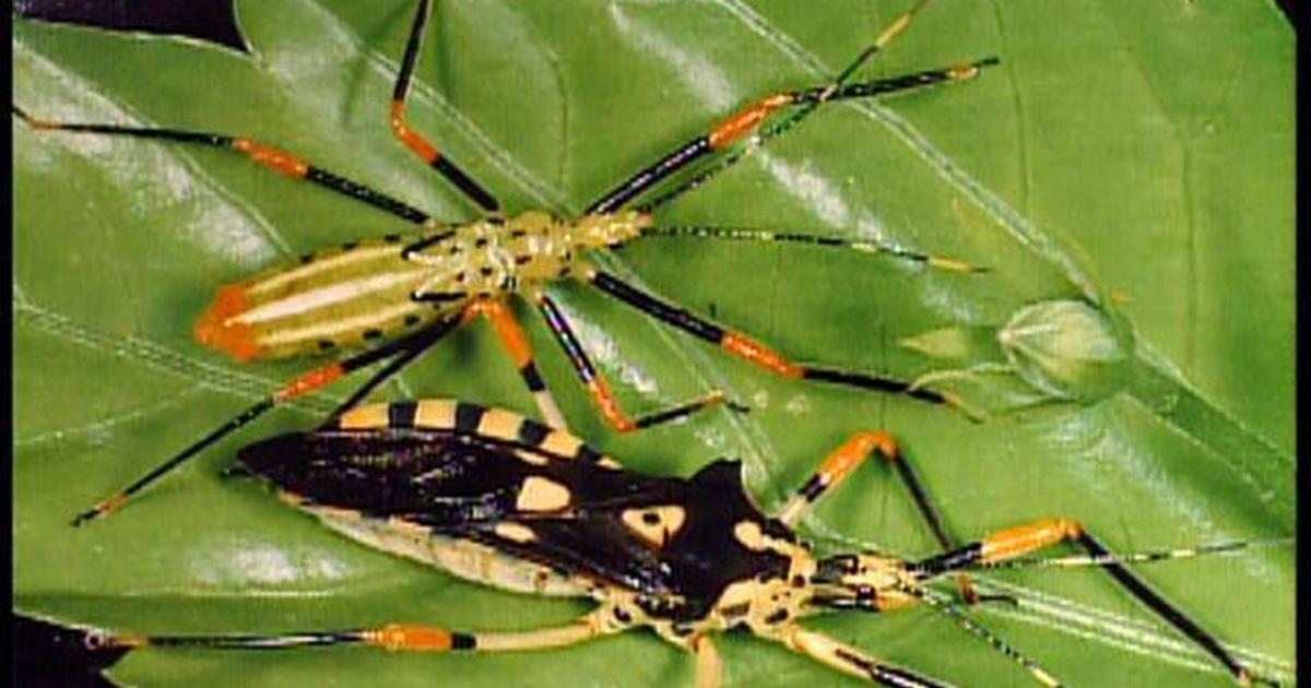 Kentucky Life | Insect Photographer; Pleasant Retreat; Log Cabin ...