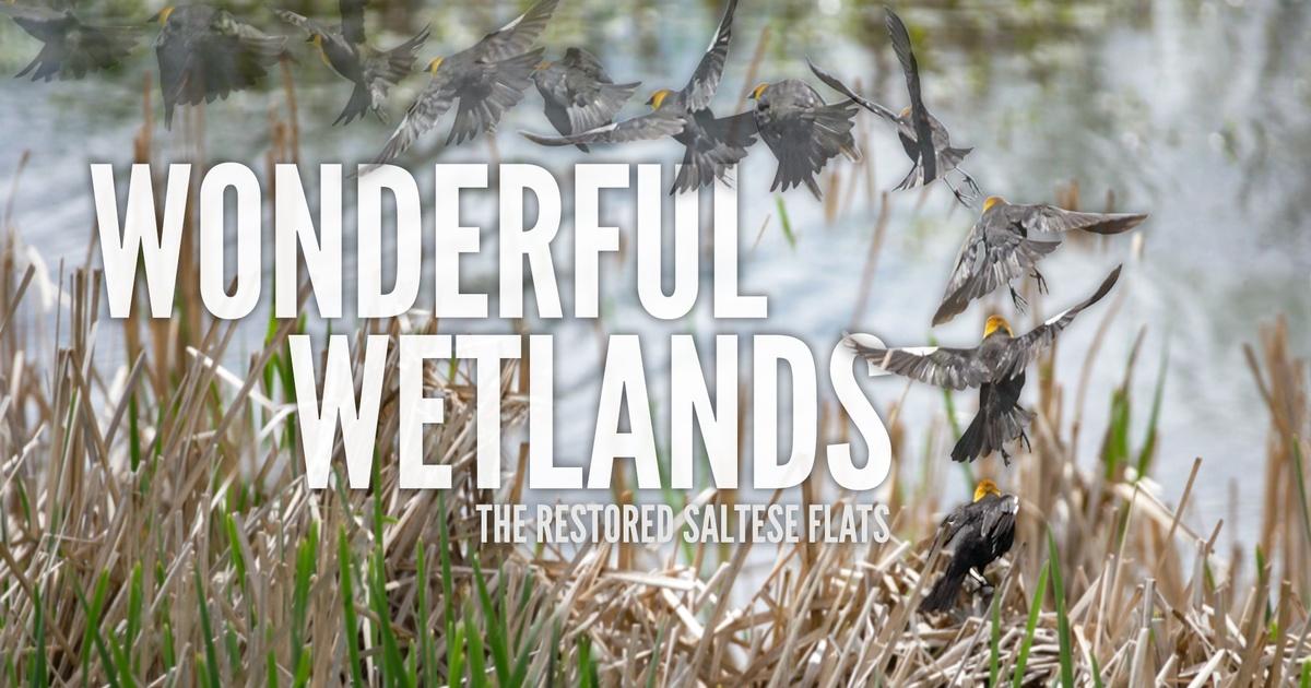 Northwest Profiles | Wonderful Wetlands: The Restored Saltese Flats ...