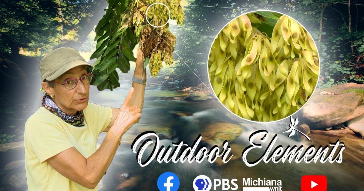 Outdoor Elements | Tree of Heaven | KERA