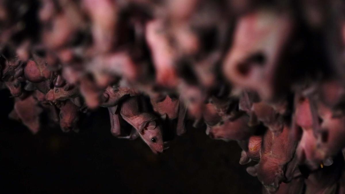 Bat Birth Caught On Camera for First Time | Nature | THIRTEEN - New ...