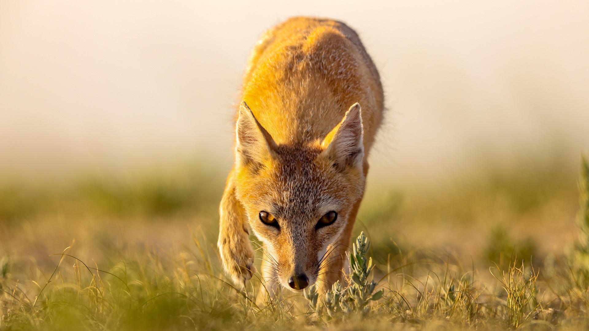 Secrets of Success | Dogs in the Wild | Nature | THIRTEEN - New York ...