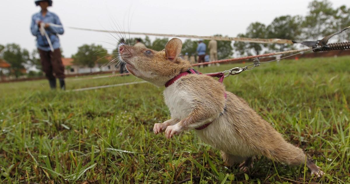 PBS NewsHour | How giant African rats are finding land mines in ...