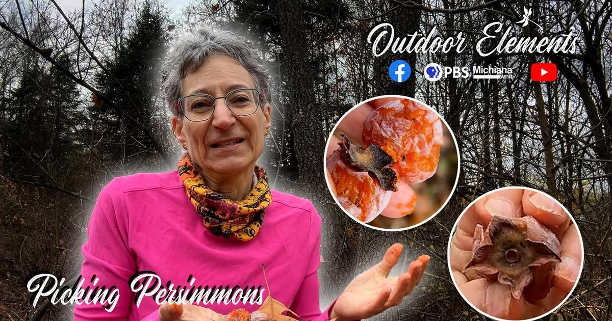 Outdoor Elements | Picking Persimmons | PBS