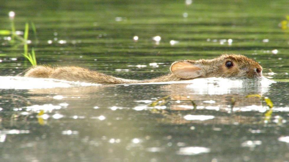 Nature - Swimming Rabbits Caught on Camera - Twin Cities PBS