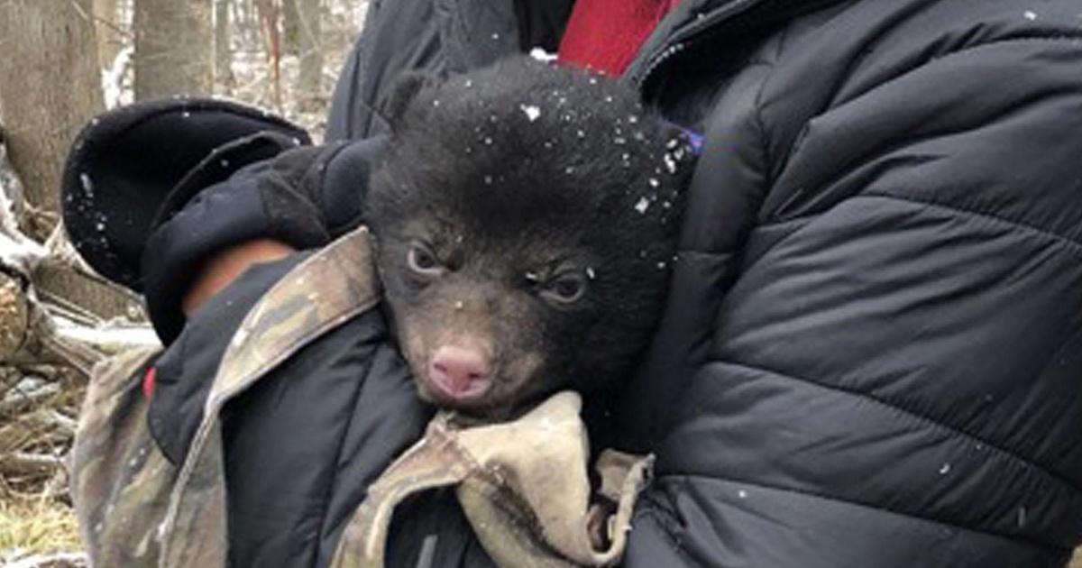 Nature | Bear Cub Check Up | Season 37 | Episode 13 | PBS