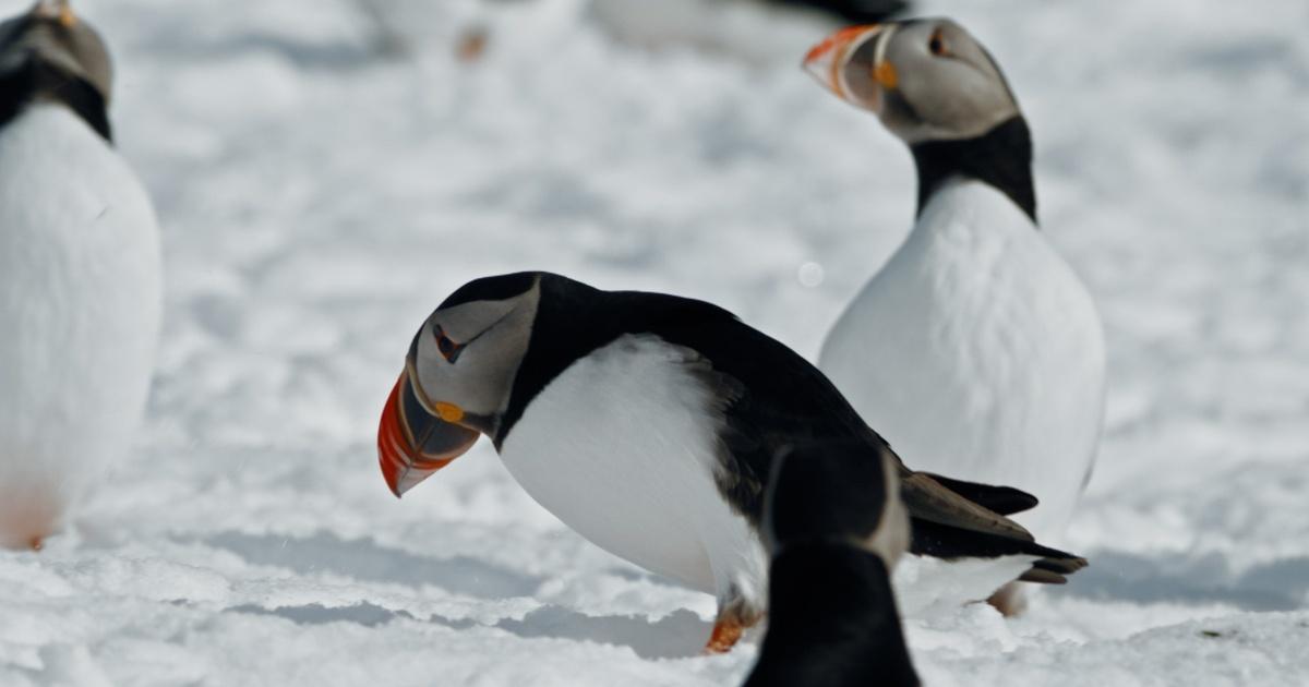 Wild Scandinavia | Puffins Fight Dirty | Episode 1 | PBS