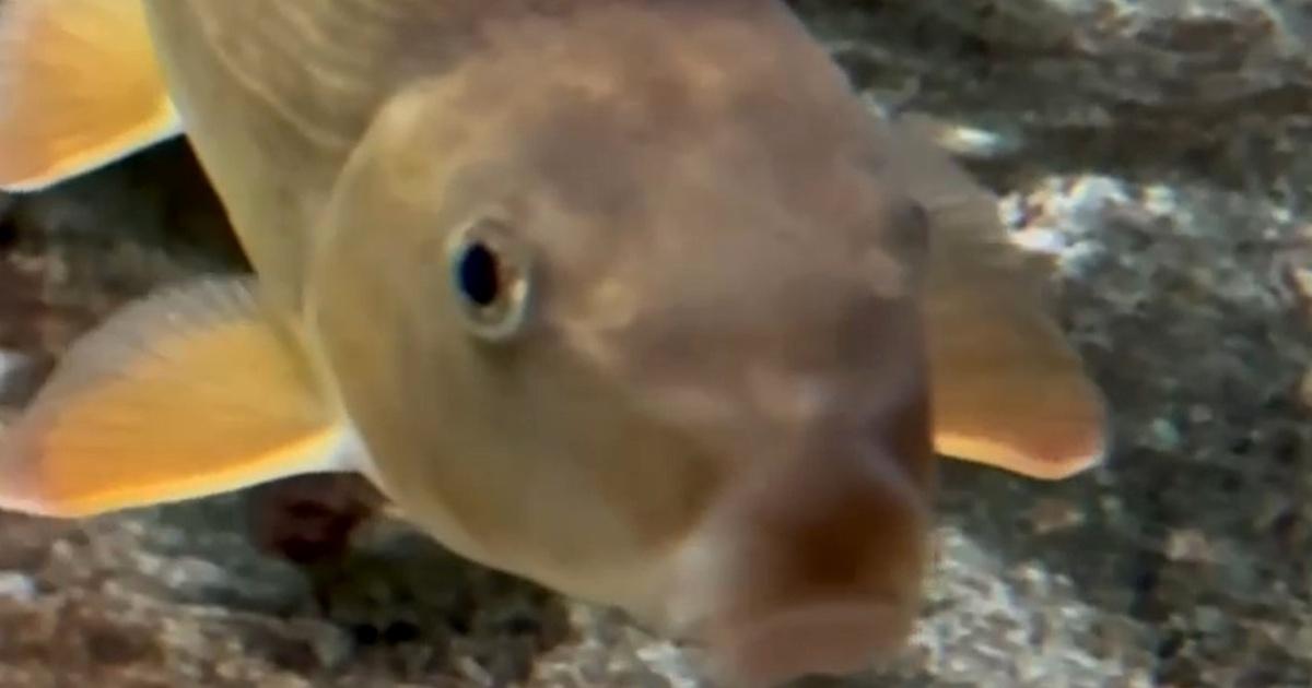 Chicago Tonight | Sucker Fish in Shedd Aquarium’s Great Lakes Exhibit ...