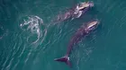NOVA | Saving the Right Whale | Season 50 | Episode 7 | PBS
