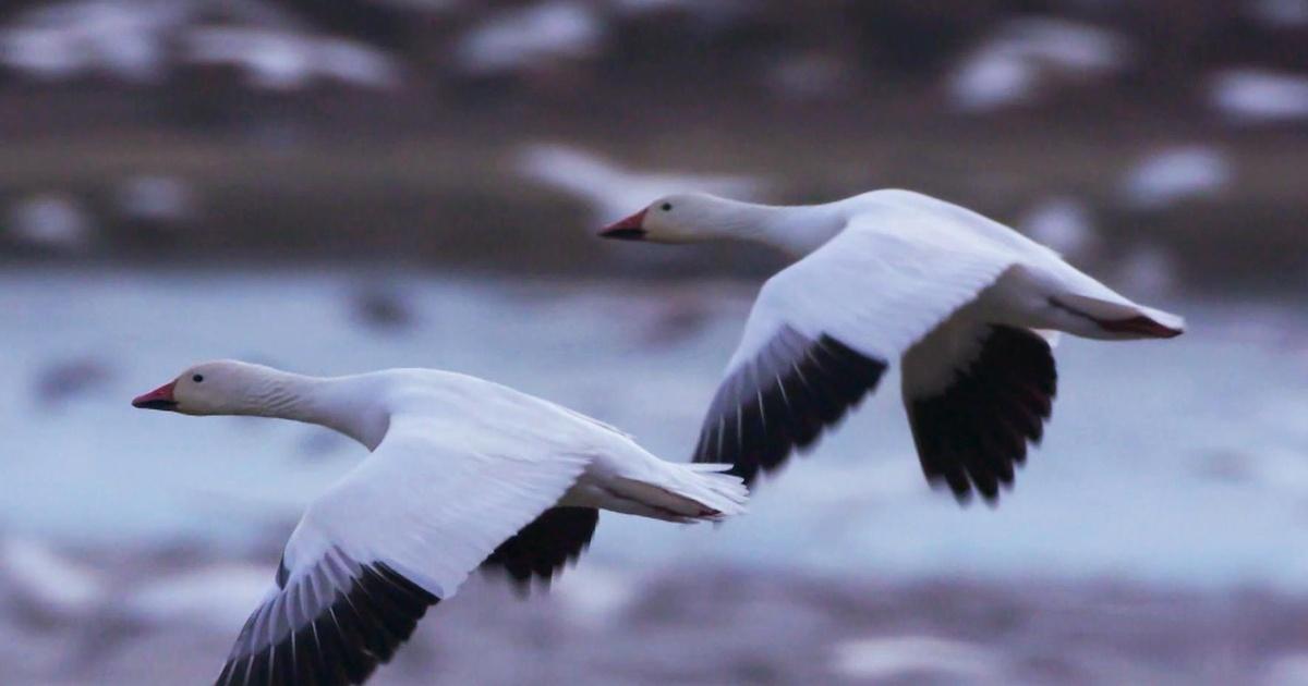 Road Trip Iowa | DeSoto Wildlife Refuge | Season 2 | Episode 203 | PBS