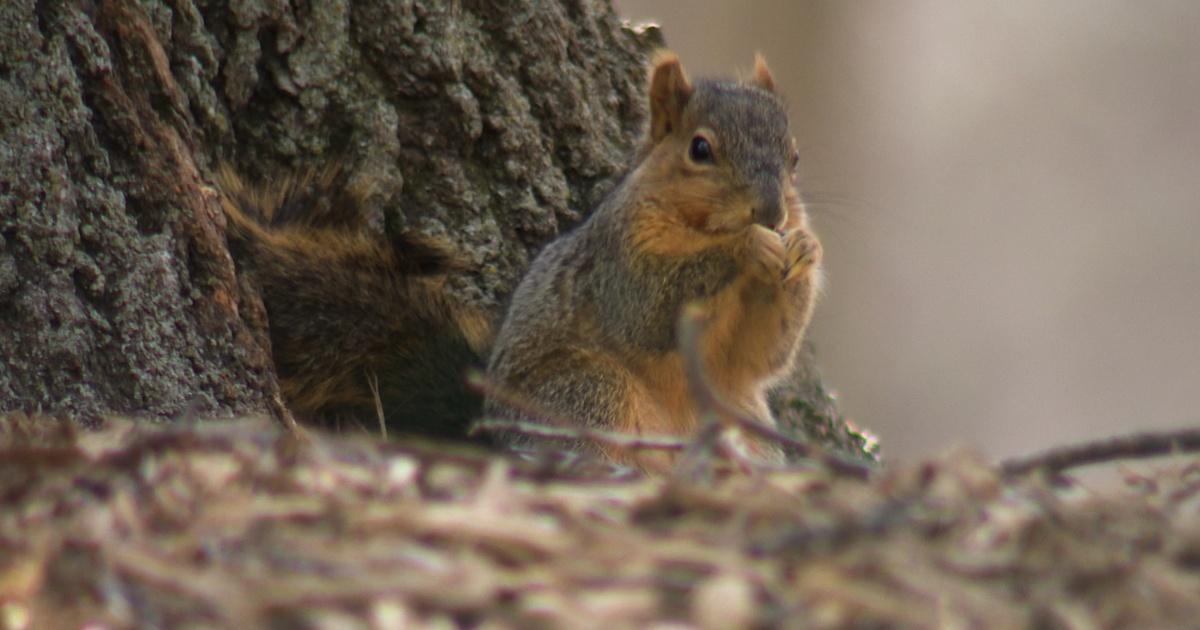 Backyard Farmer | Squirrel Control | PBS