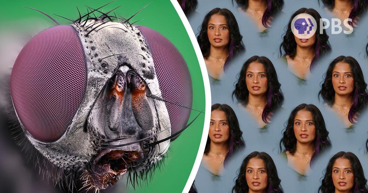 Deep Look | I Simulated Insect Vision and It Got WEIRD | Season 12 ...