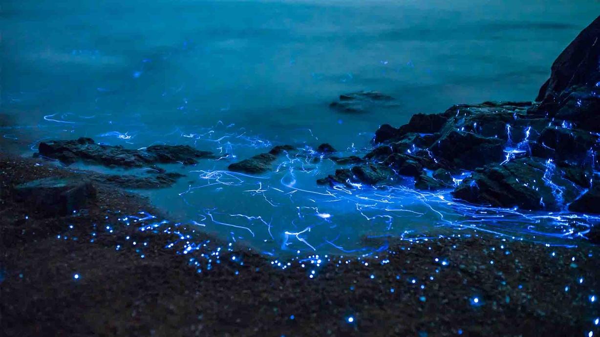 What Makes The “Northern Lights of the Sea” So Magical? | Watch on PBS ...