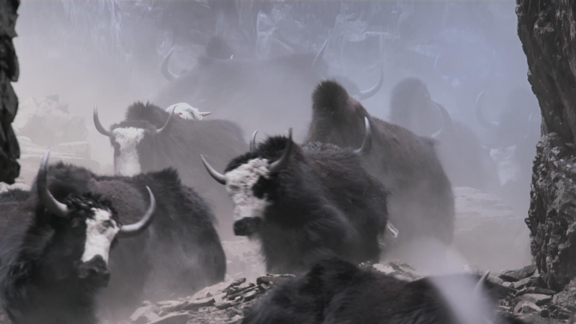 In Nepal Herders Bring Yaks Down a Steep Mountain Pass | Earth's ...