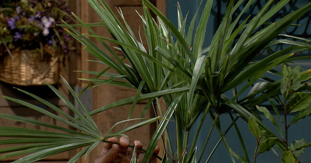 Virginia Home Grown | Heat Tolerant Plants | Season 24 | Episode 2 | PBS