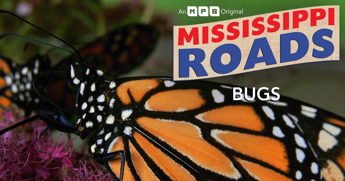 Mississippi Roads | BUGS | Season 19 | Episode 1908 | PBS