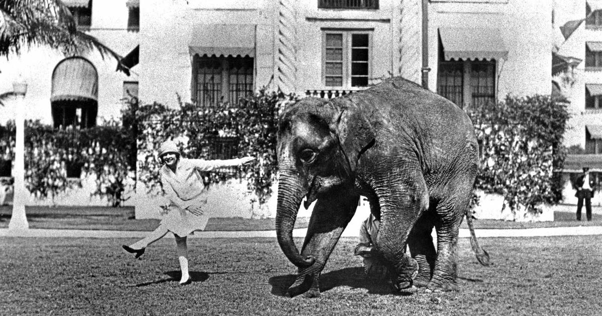 WLRN History | Rosie the Elephant | PBS