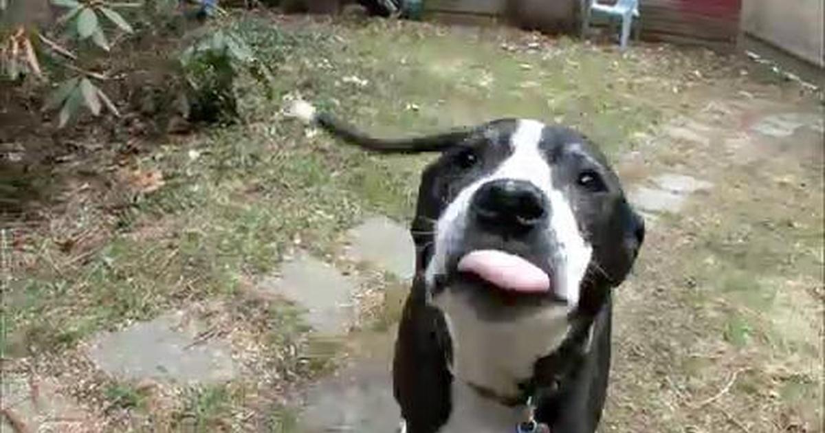 Martha Speaks | Meet Susan Meddaugh, Creator of Martha Speaks | PBS