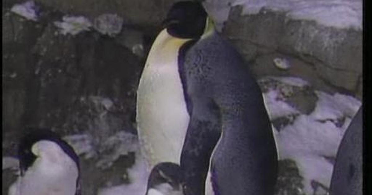 Mister Rogers' Neighborhood | Penguins! | Season 15 | PBS