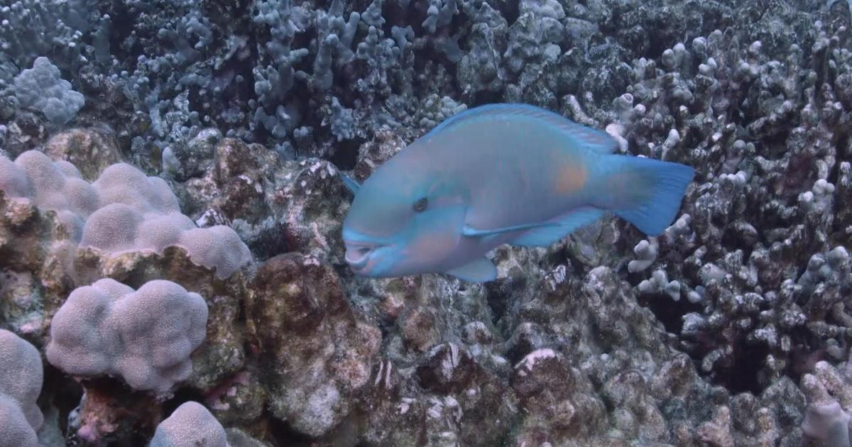 Splash And Bubbles Get Your Feet Wet The Parrotfish Song Episode splash-and-bubbles-get-your-feet-wet-the-parrotfish-song-episode