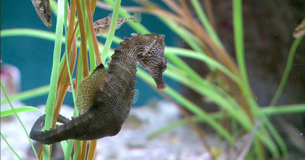 Splash and Bubbles | Get Your Feet Wet with Zee, Denny, and Ripple! | PBS