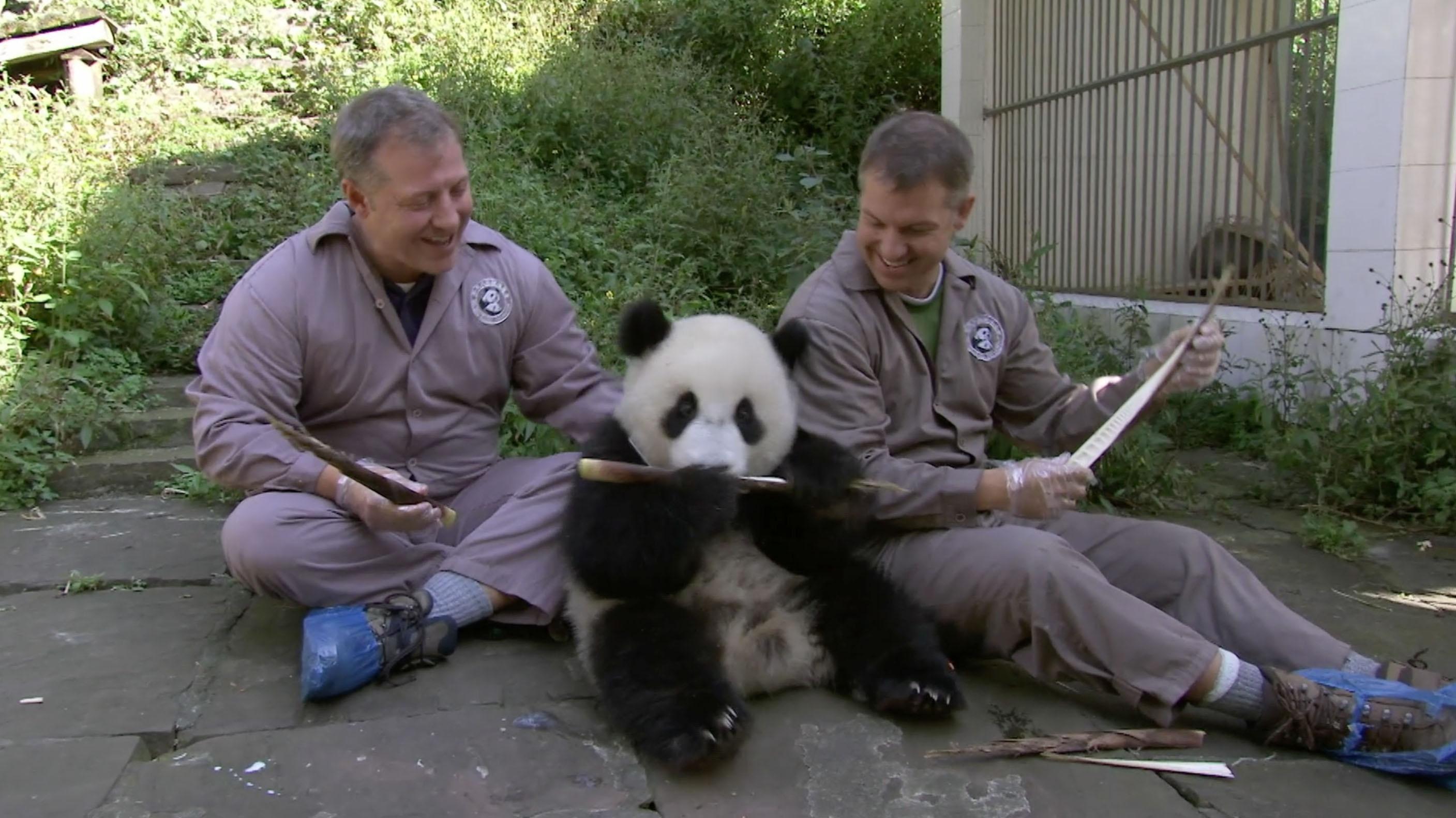 Panda Kindergarten | Watch online at WTTW.com