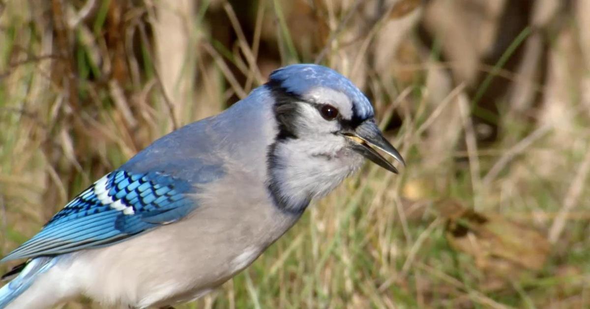 Wild Kratts | Blue Jay: Creature Power | PBS