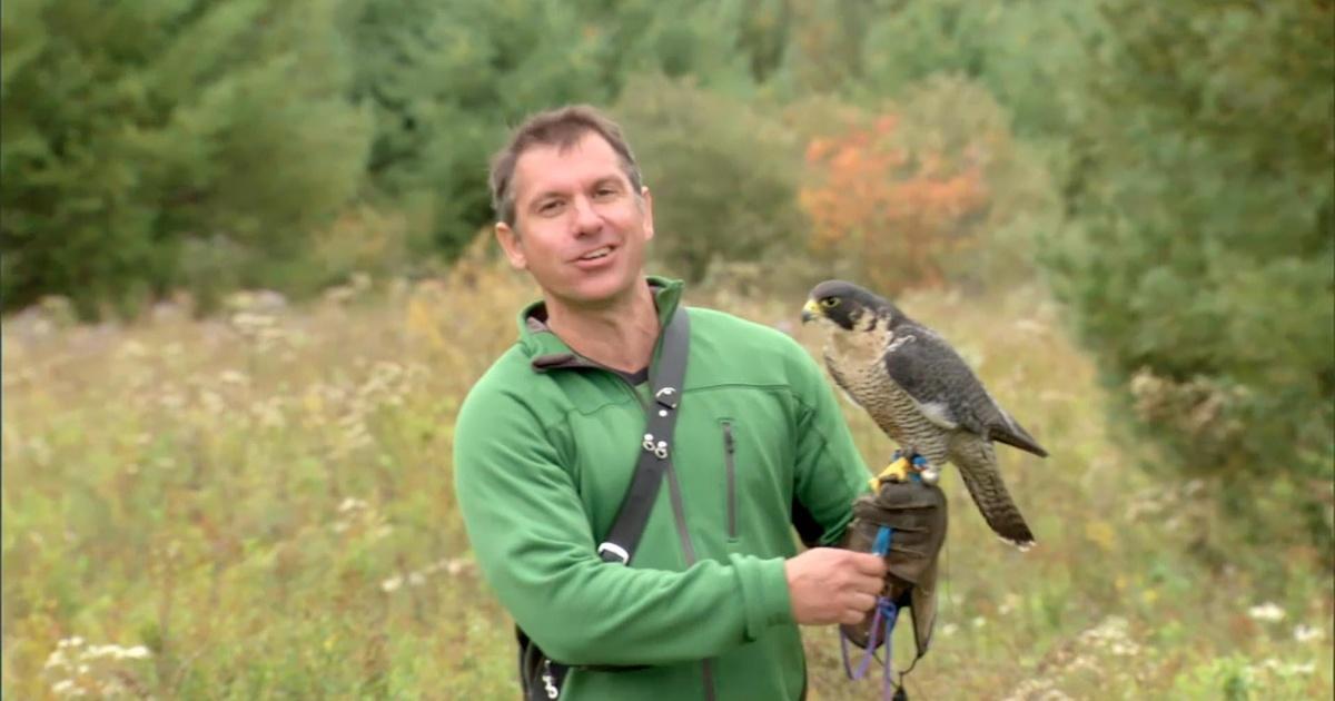 Wild Kratts | Peregrine Falcon: Food and Health | PBS