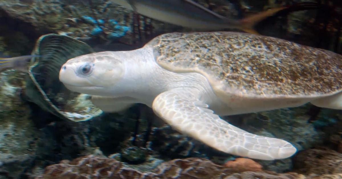 Wild Kratts | Hawksbill Turtle: Creature Power | PBS