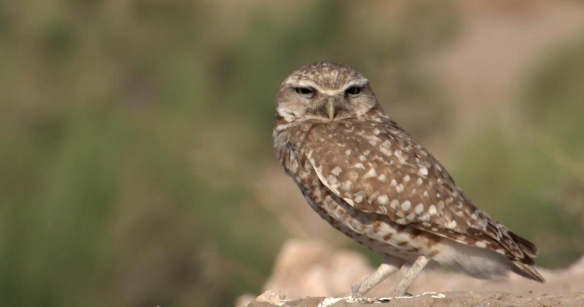 Wild Kratts | Burrowing Owl: Creature Power | PBS