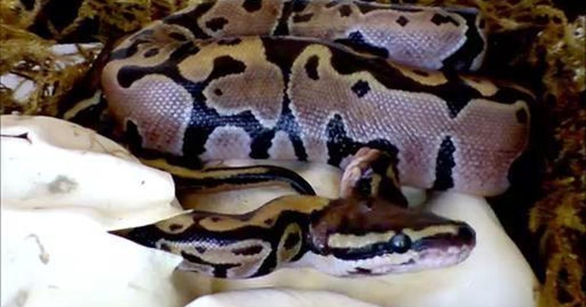 Wild Kratts | Happy Birthday Baby Pythons | PBS