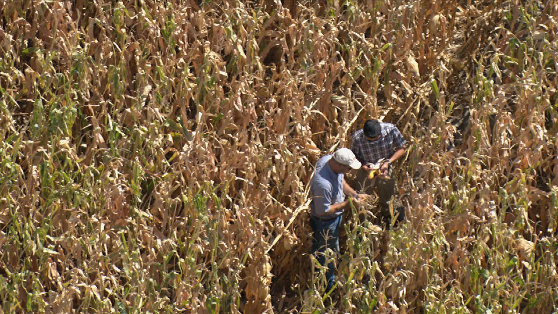 America Revealed - Factory Farming - Twin Cities PBS