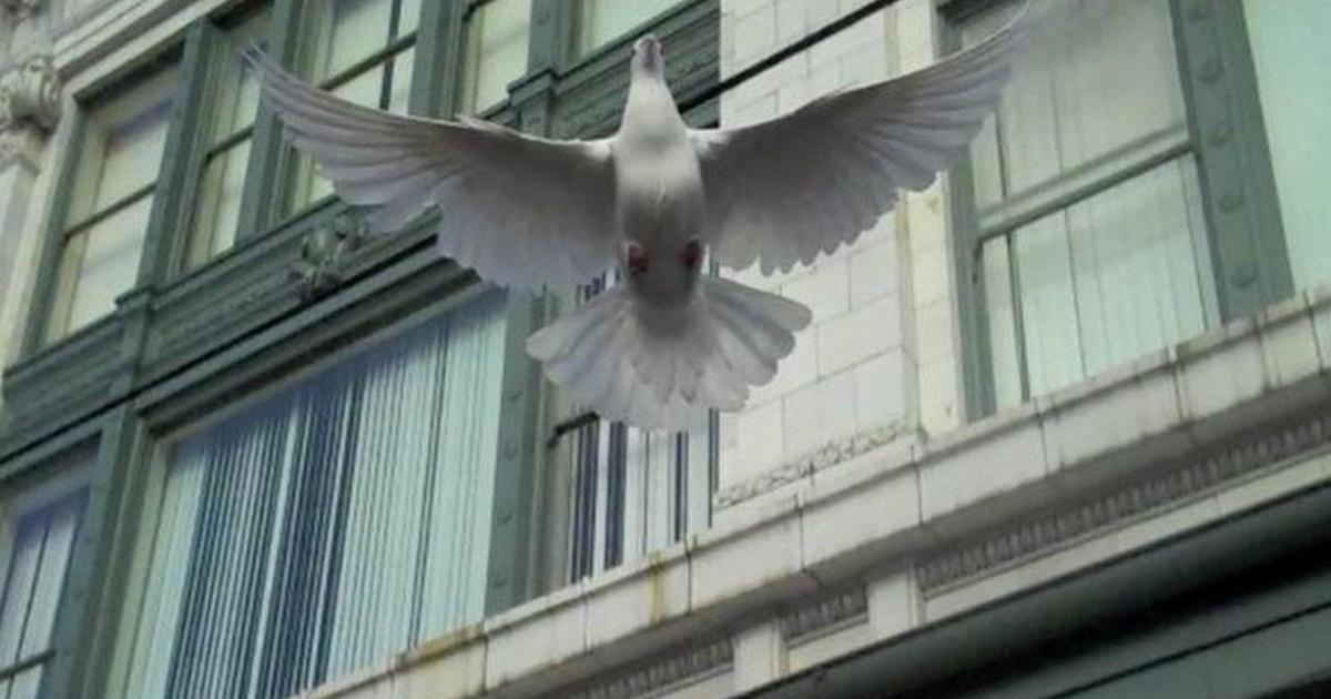 American Experience | Day 10: Erica Shekell | Season 23 | Episode 11 | PBS