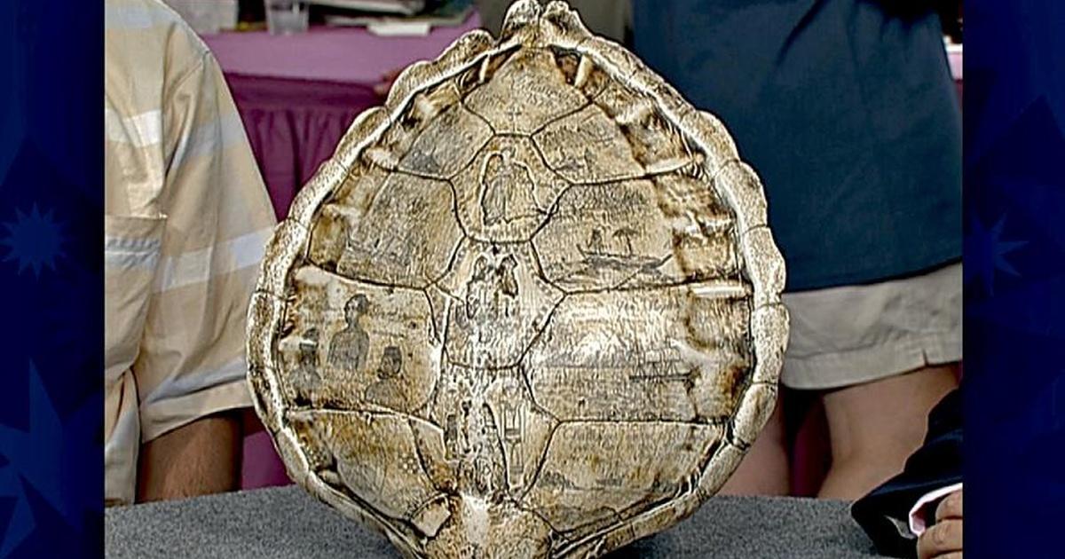 Antiques Roadshow | Appraisal: Carved Turtle Shell | Season 18 ...