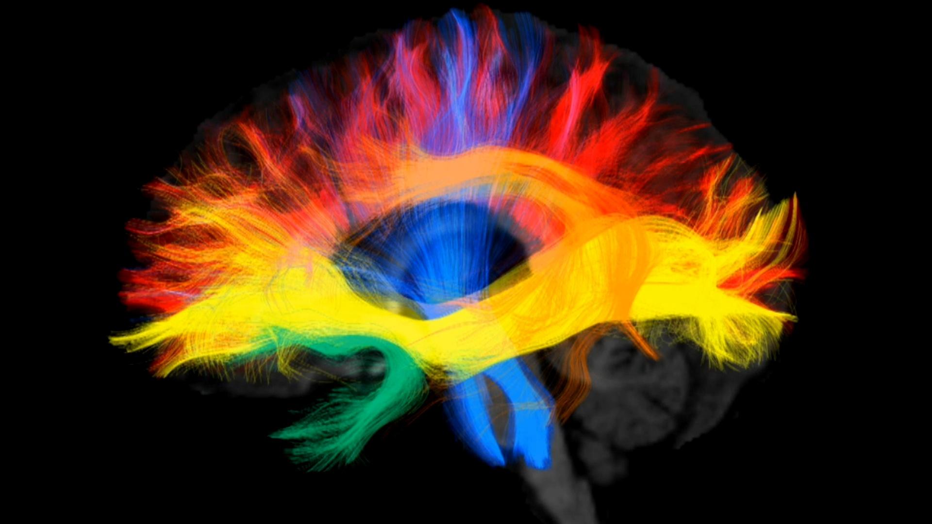 Episode 6 | The Connectome: Mapping the Brain | The Brain with David ...