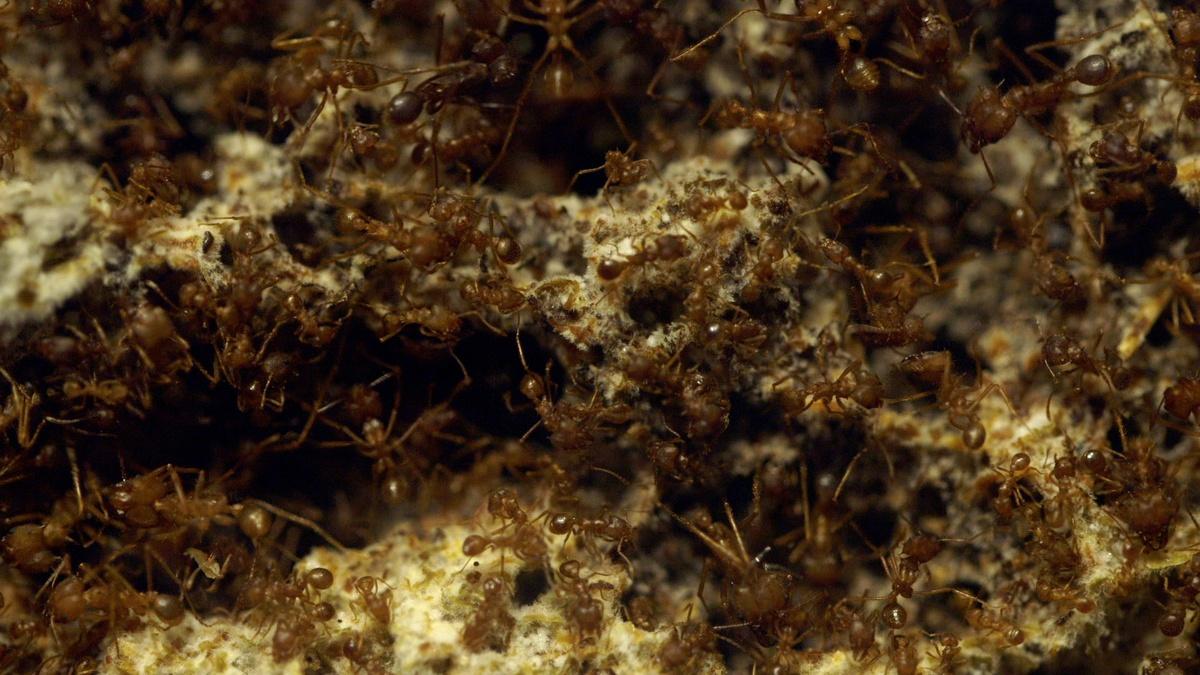 Episode 6 | Emergence: What Ants can Teach Us | The Brain with David ...