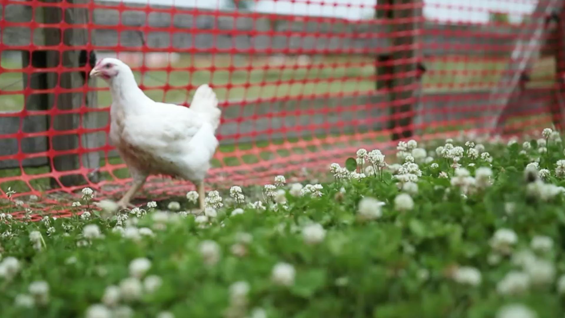 Chicken Lickin’ | A Chef's Life | THIRTEEN - New York Public Media