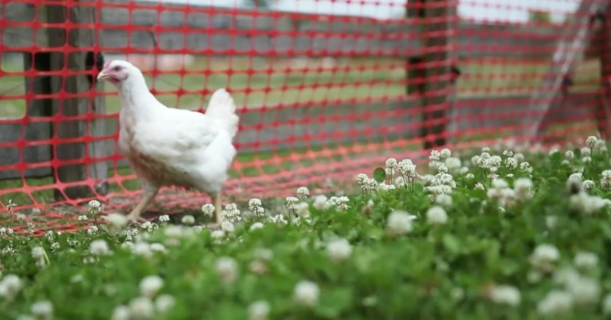 A Chef's Life | Chicken Lickin’ | Season 2 | Episode 11 | PBS