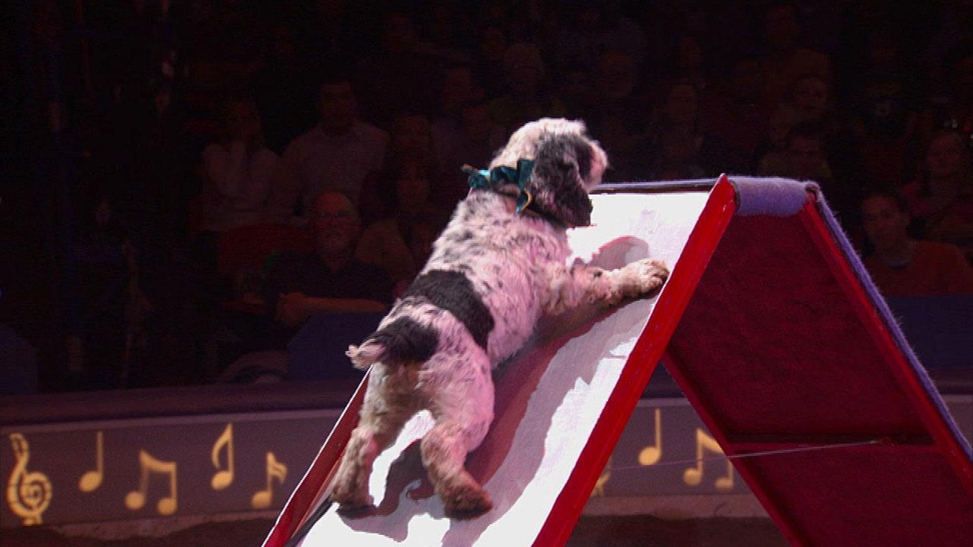 Circus Physics: Newton's Laws of Motion | Circus | ALL ARTS