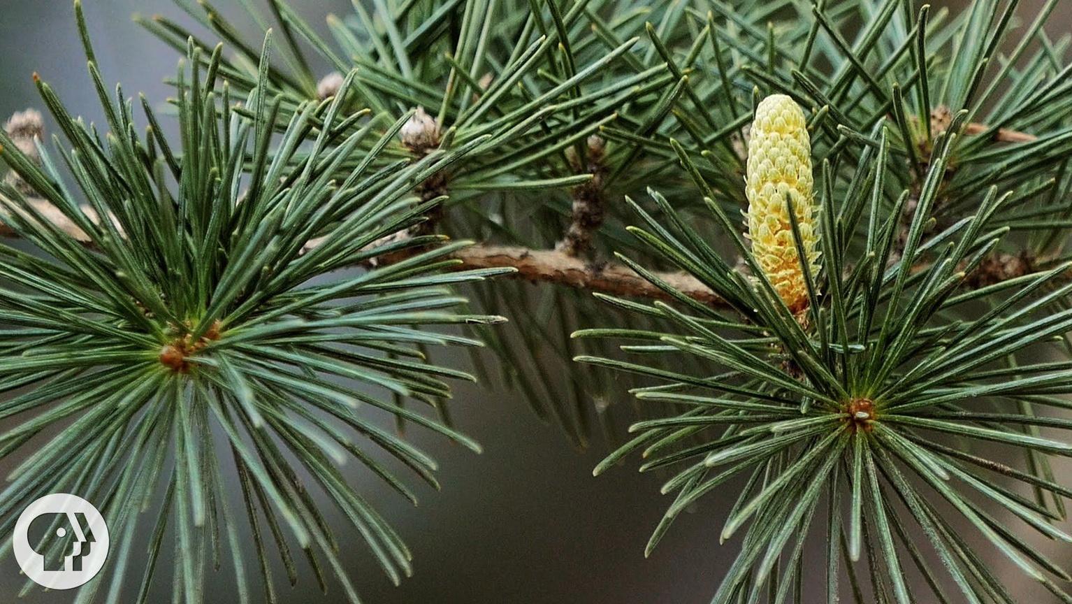 Deep Look: Season 2 Episodes | PBS