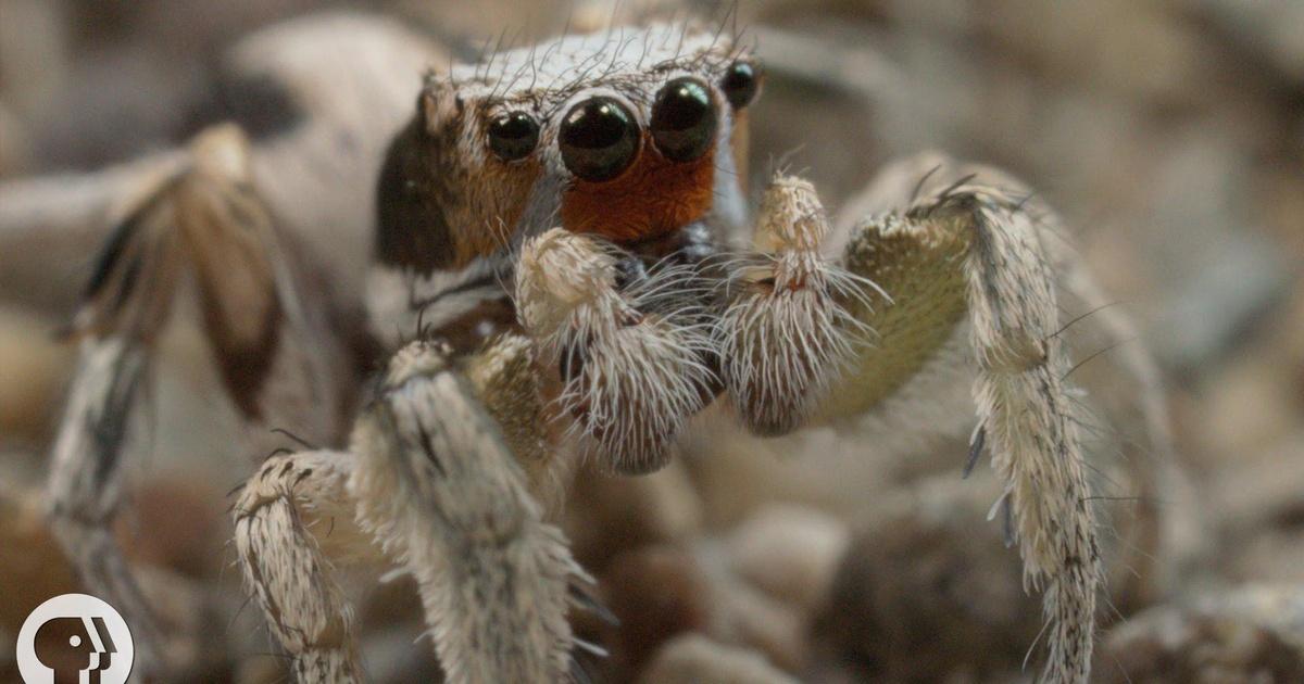 Deep Look | For These Tiny Spiders, It's Sing or Get Served | Season 3 ...