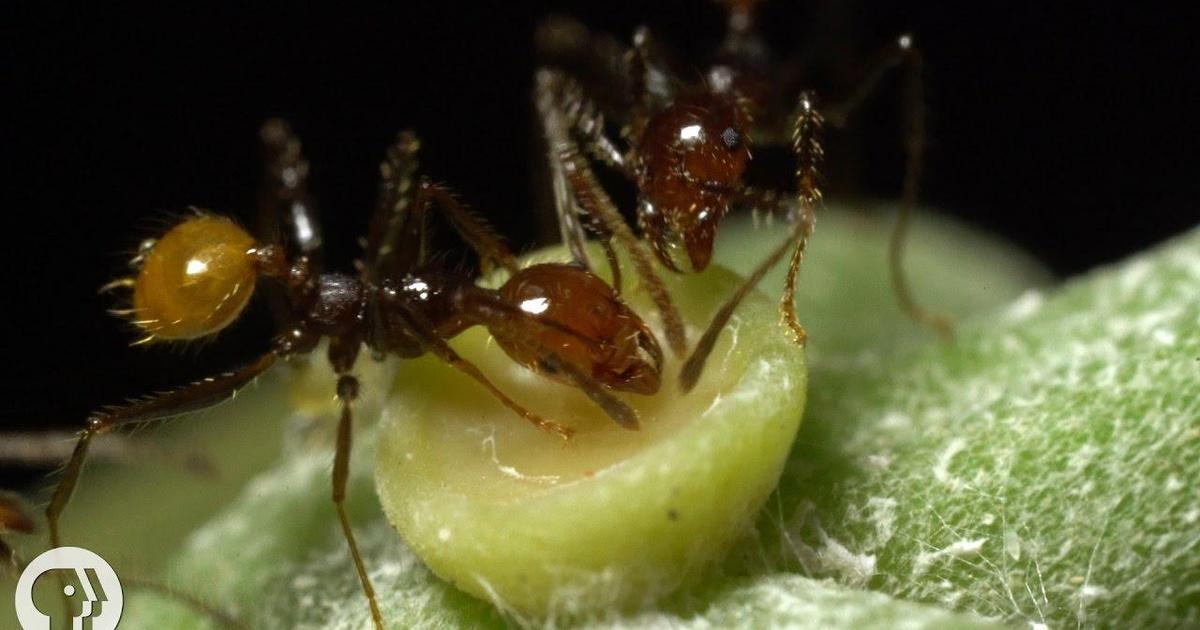 Deep Look | The Double-Crossing Ants to Whom Friendship Means Nothing ...