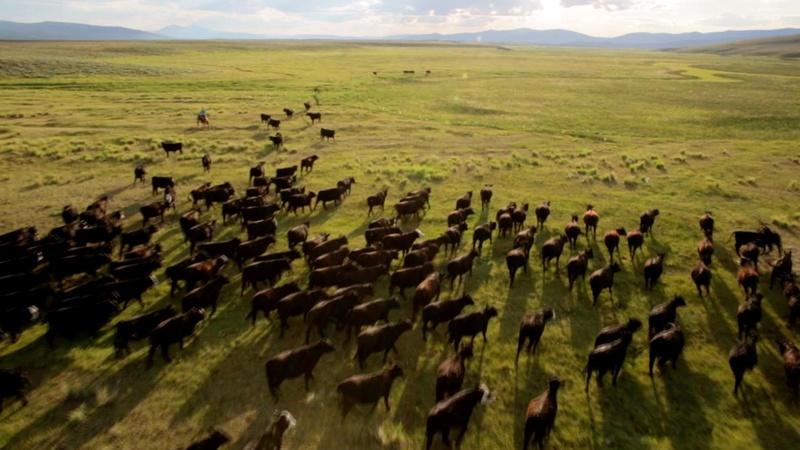 Learn About Dr. M. Sanjayan | About | Earth - A New Wild