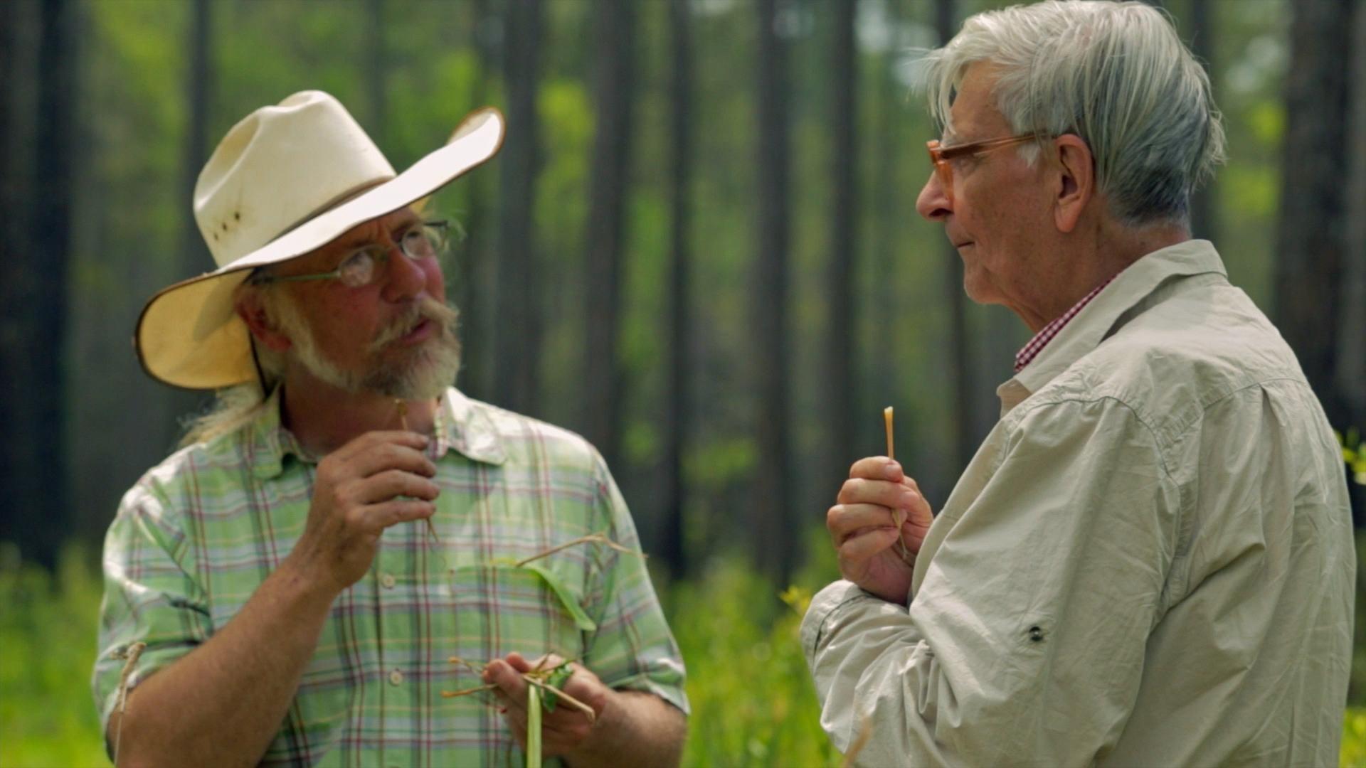 Web of Life | E.O. Wilson - Of Ants And Men | THIRTEEN - New York ...